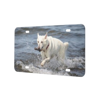 White German Shepard on Lake George License Plate | Zazzle
