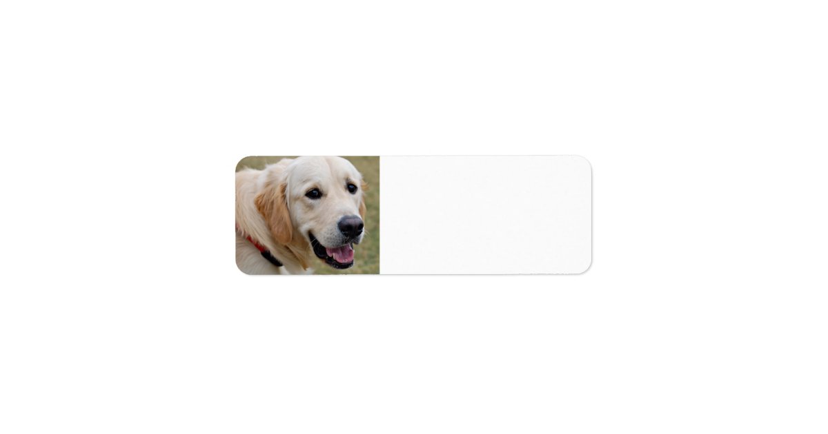 White Golden Retriever Label | Zazzle