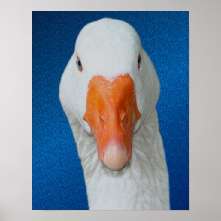 White Goose Face Farm Animal Poster | Zazzle