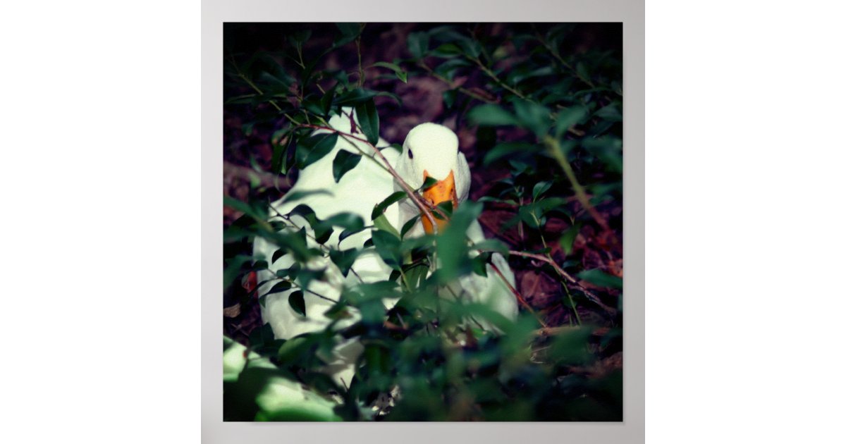White Goose Hiding In Bushes Poster | Zazzle