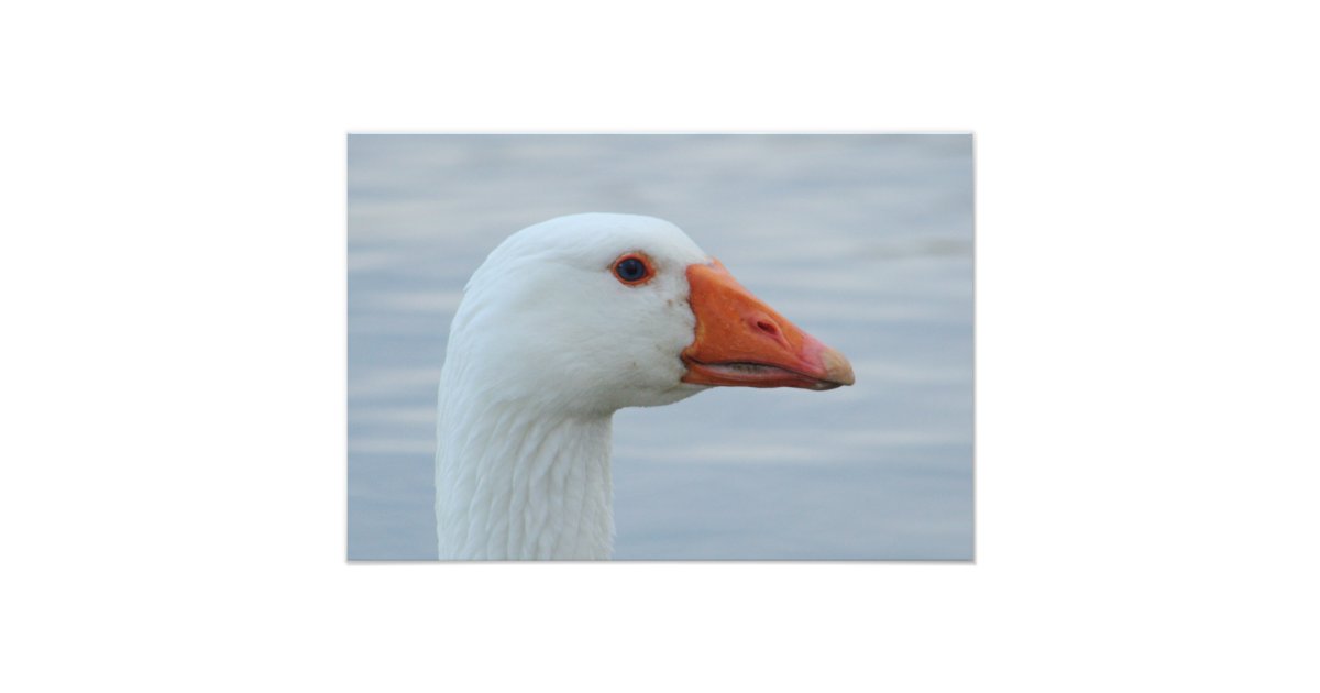 White Goose Portrait Photo Print | Zazzle