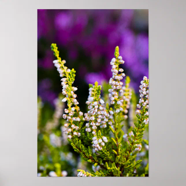 White heather flower Poster | Zazzle