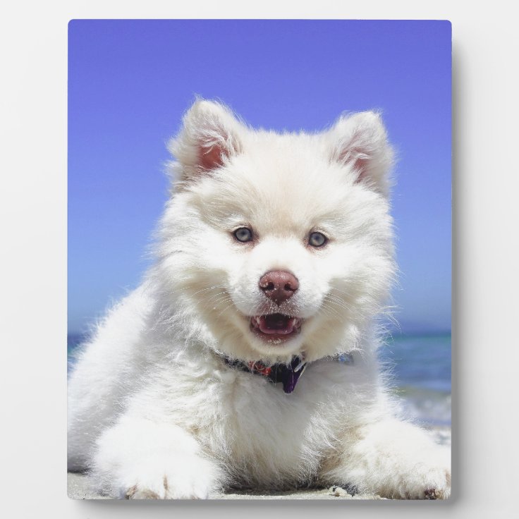 White Husky Puppy with Blue Eyes Plaque | Zazzle