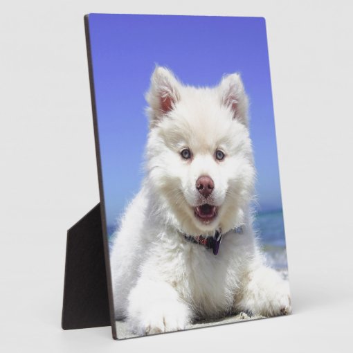 White Husky Puppy with Blue Eyes Plaque | Zazzle