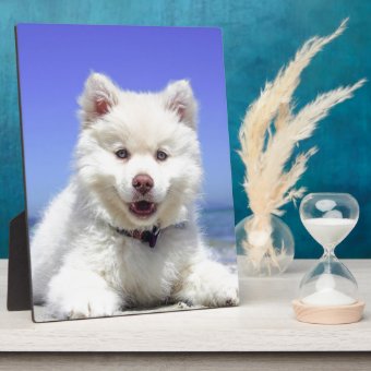 White Husky Puppy with Blue Eyes Plaque | Zazzle