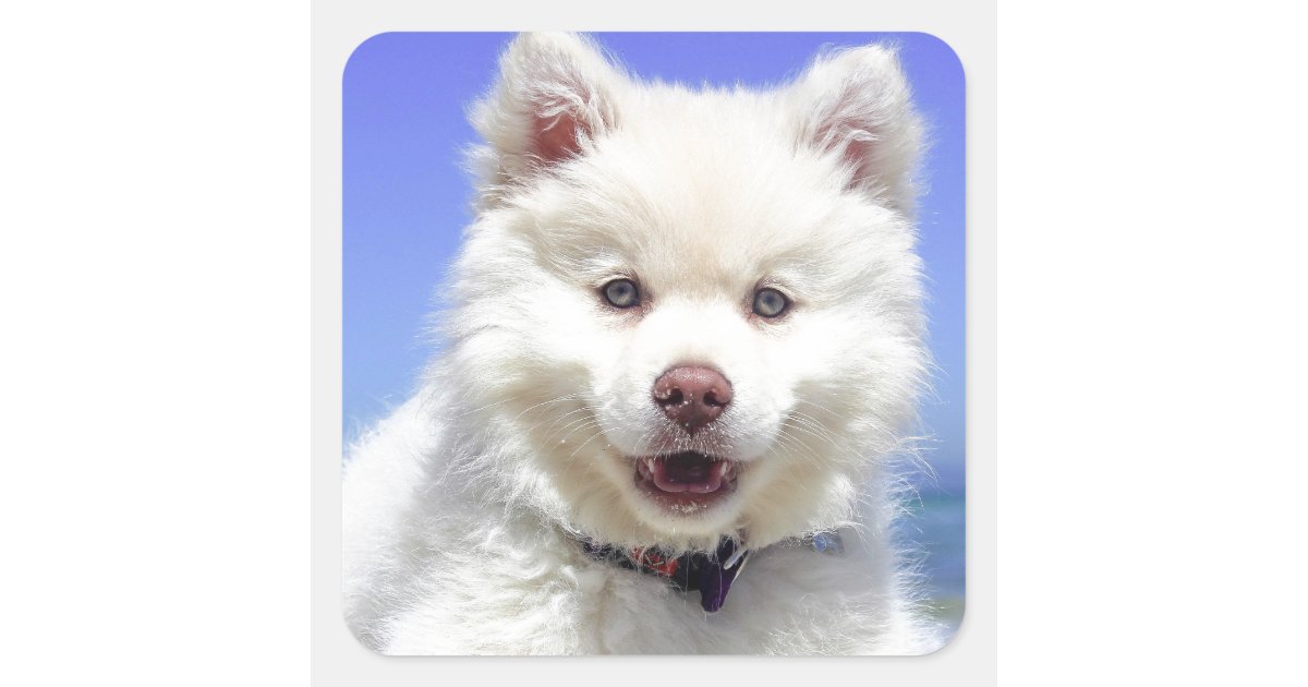 White Husky Puppy with Blue Eyes Square Sticker | Zazzle