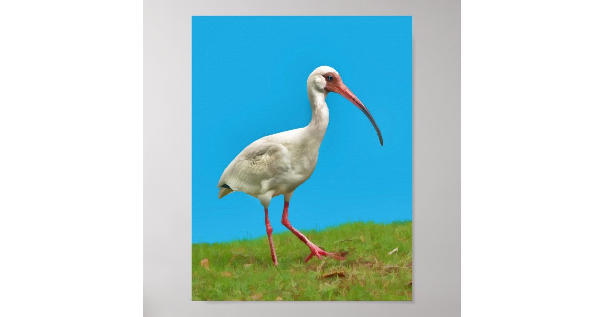 White Ibis Print | Zazzle
