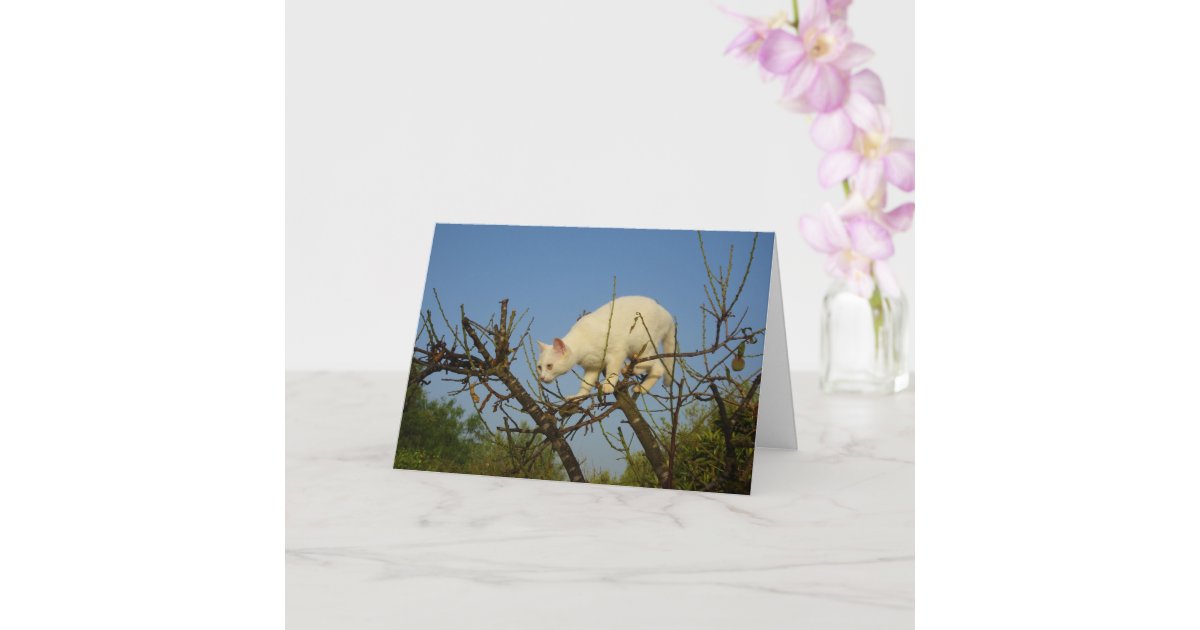 White Kitten Climbing Almond Tree Card | Zazzle