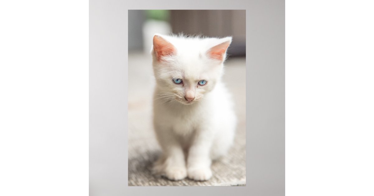 White Kitten Poster | Zazzle