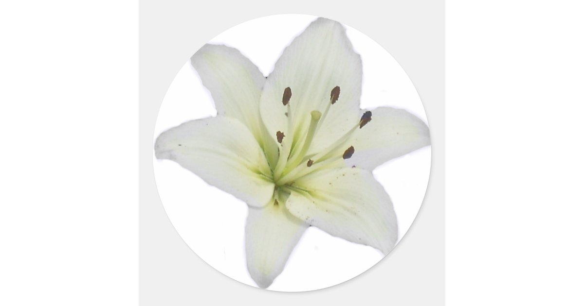 White Lily Classic Round Sticker | Zazzle