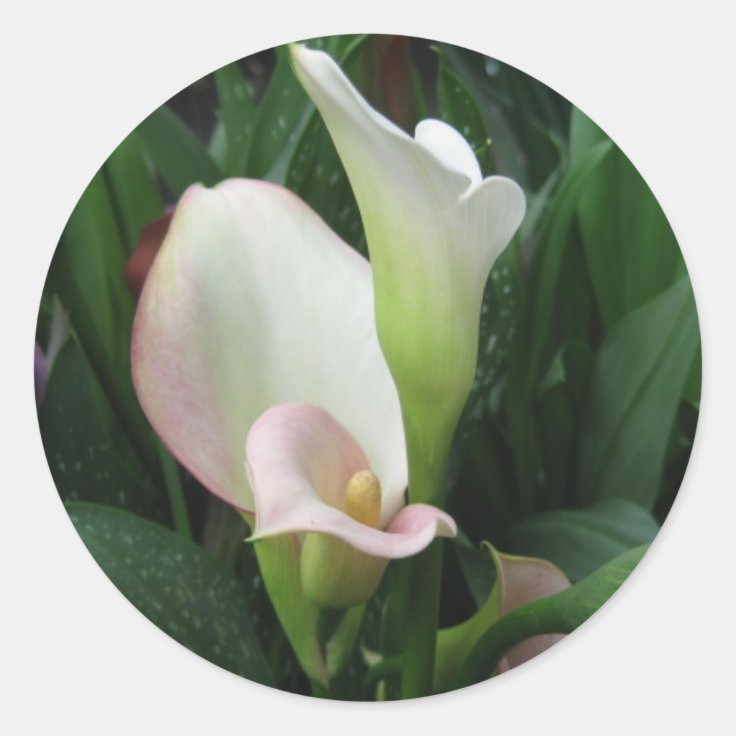 White lily classic round sticker | Zazzle
