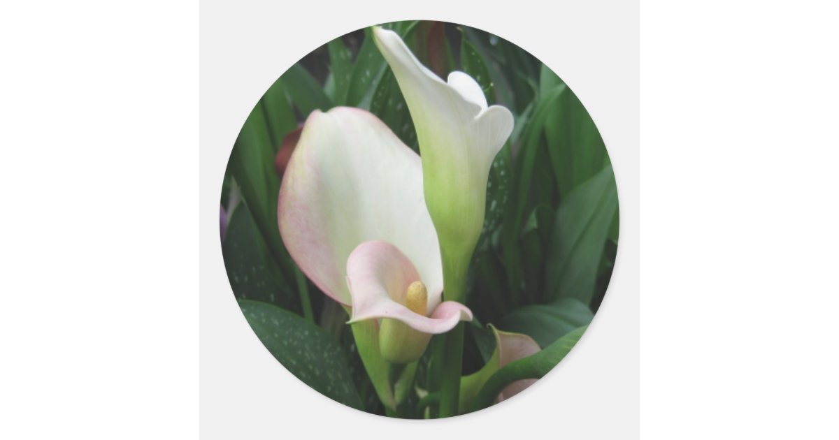 White lily classic round sticker | Zazzle