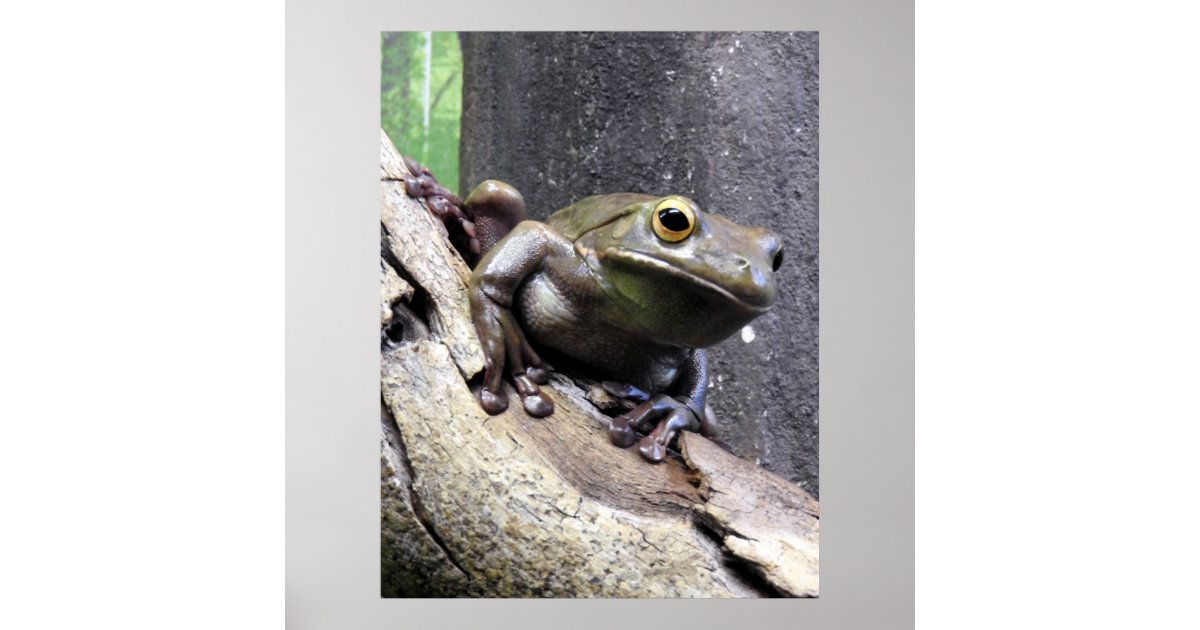 White lipped tree frog poster | Zazzle