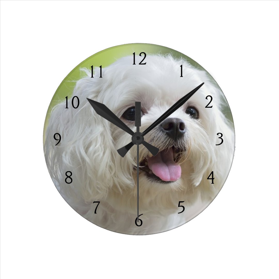 White Maltese Dog Round Clock | Zazzle