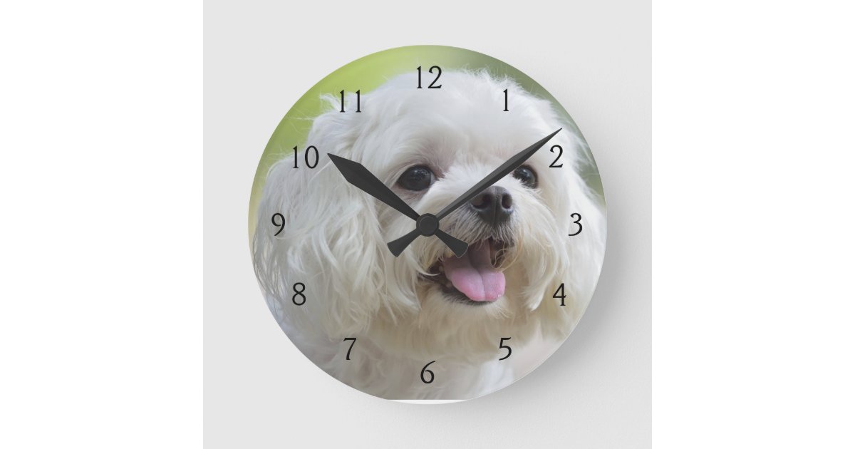 White Maltese Dog Round Clock | Zazzle
