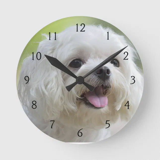 White Maltese Dog Round Clock | Zazzle