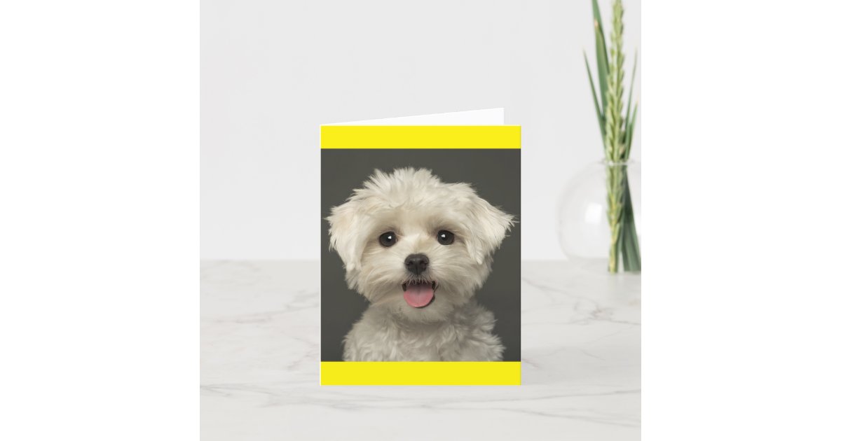 White Maltese Puppy Dog Blank Note Card | Zazzle
