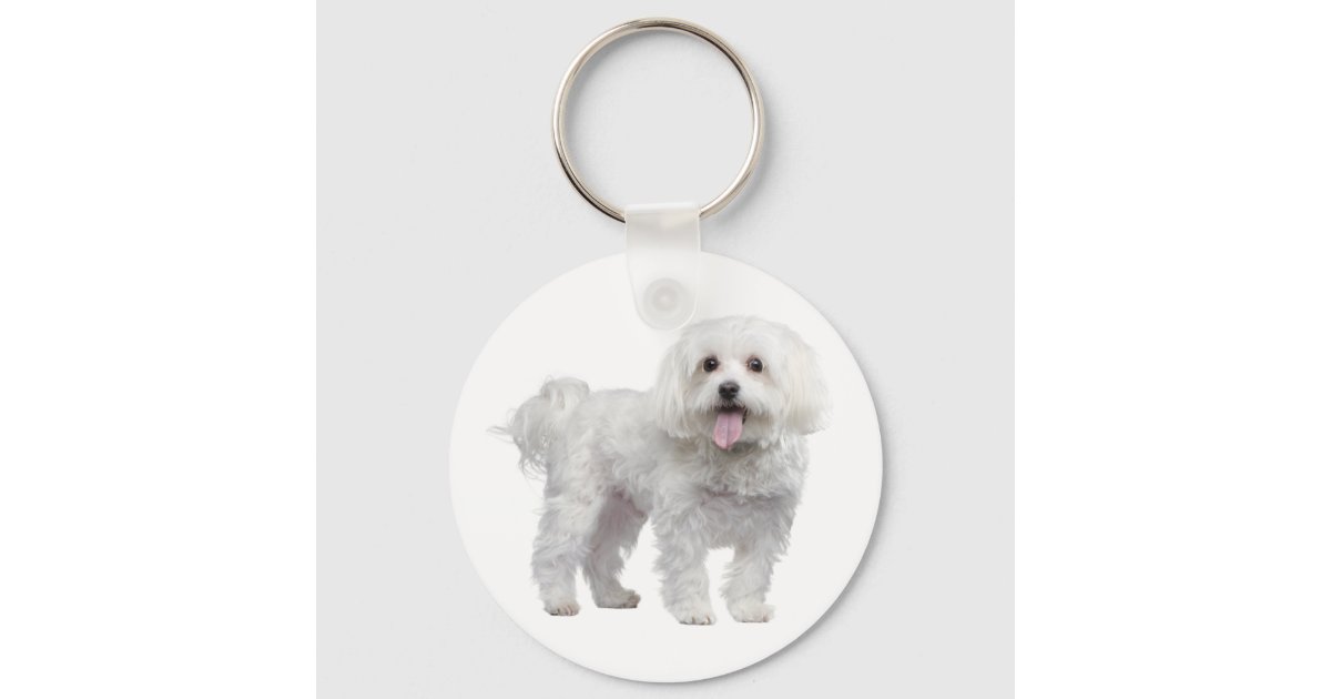 White Maltese Puppy Dog Custom Keychain | Zazzle