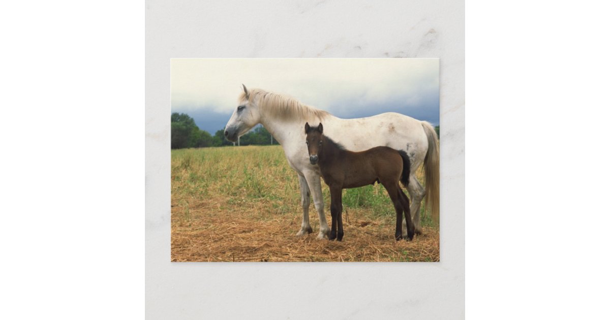 White Mare with Bay Foal Postcard | Zazzle