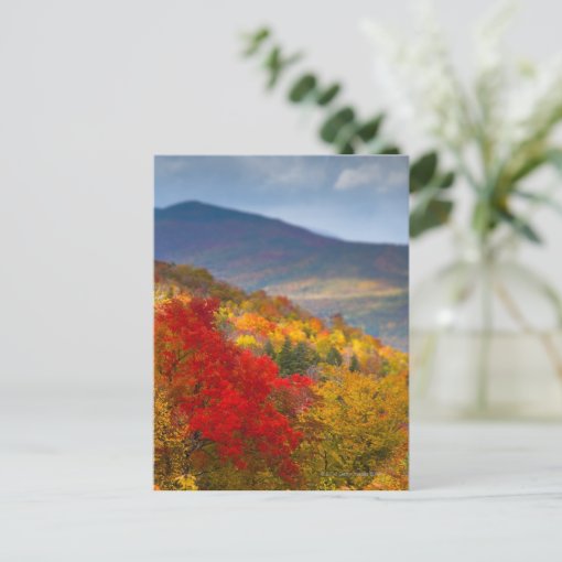 White Mountains National Forest Postcard | Zazzle