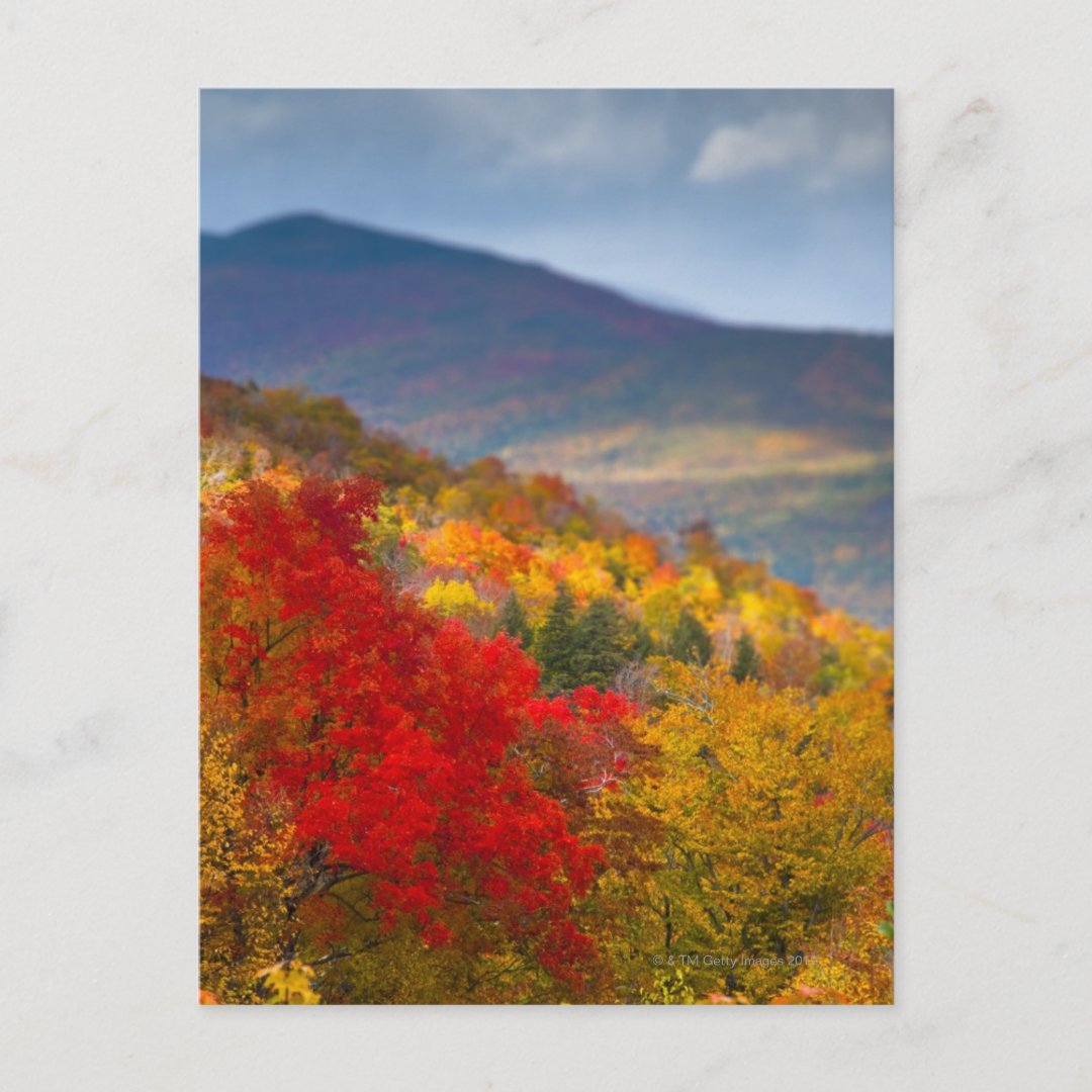 White Mountains National Forest Postcard | Zazzle