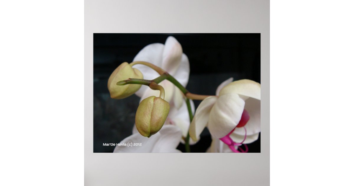 White Orchid Buds Poster | Zazzle