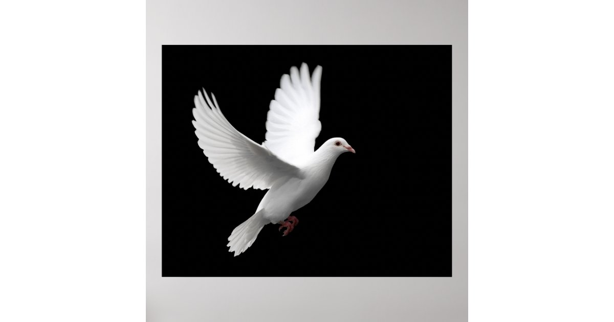 WHITE PEACE DOVE IN FLIGHT POSTER | Zazzle