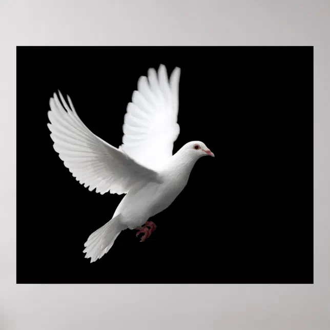 WHITE PEACE DOVE IN FLIGHT POSTER | Zazzle