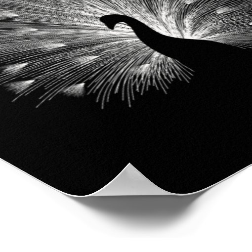 White Peacock Poster Zazzle