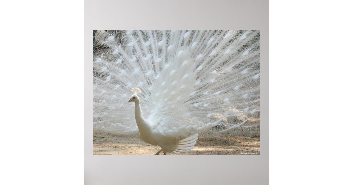 White Peacock Poster Zazzle
