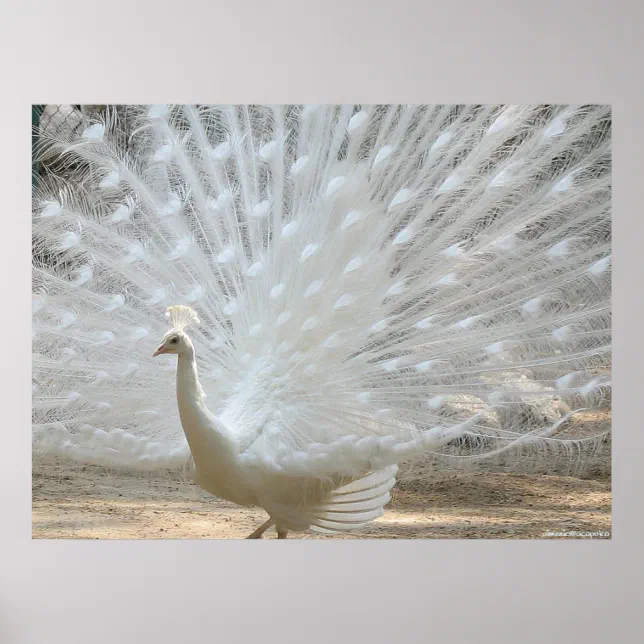 White Peacock Poster Zazzle
