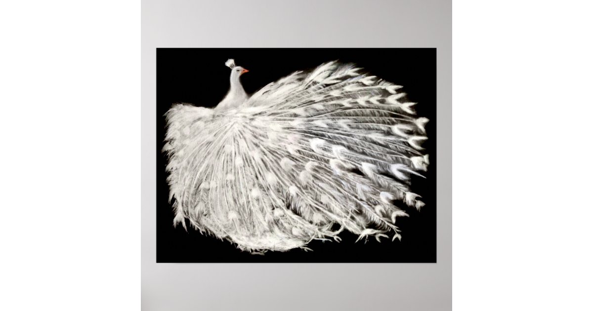 White Peacock Poster Zazzle