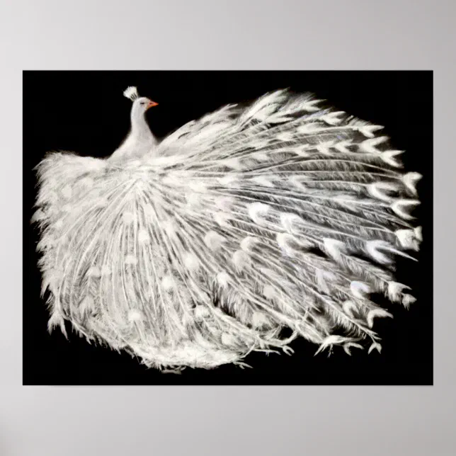 White Peacock Poster Zazzle