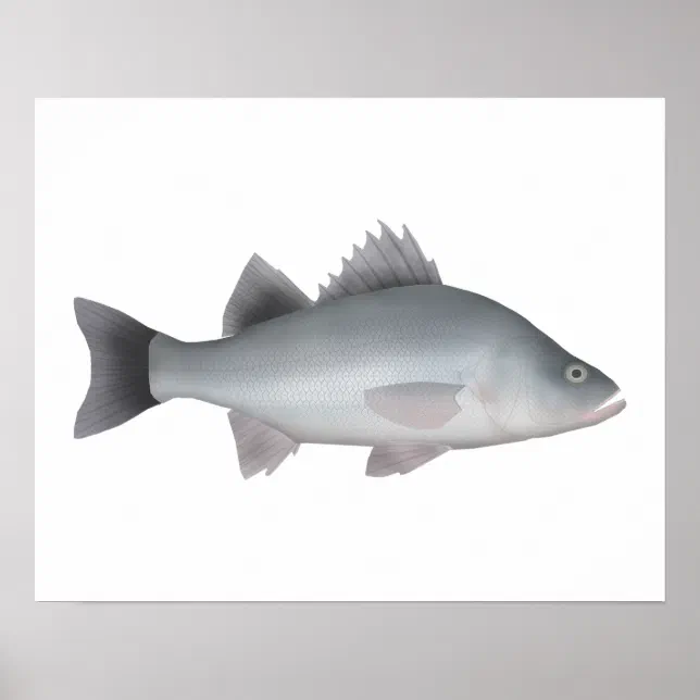 White Perch Poster | Zazzle
