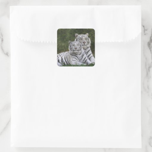 White phase, Bengal Tiger, Tigris Square Sticker | Zazzle