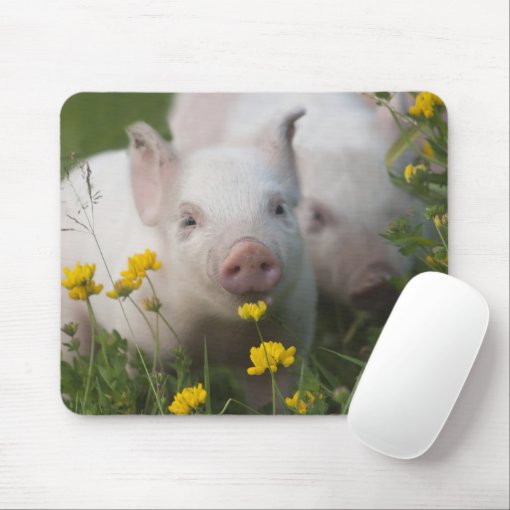 White Piglet Surrounded by Yellow Flowers Mouse Pad | Zazzle