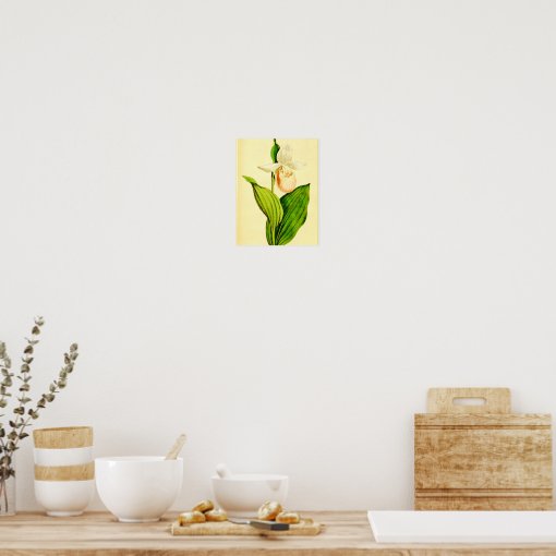 White & Pink Lady Slipper Poster | Zazzle