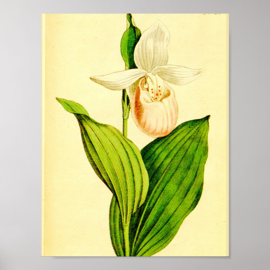 White & Pink Lady Slipper Poster | Zazzle