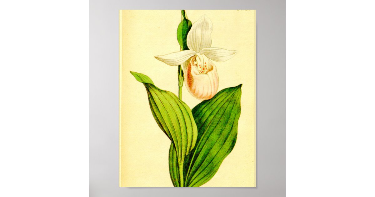 White & Pink Lady Slipper Poster | Zazzle