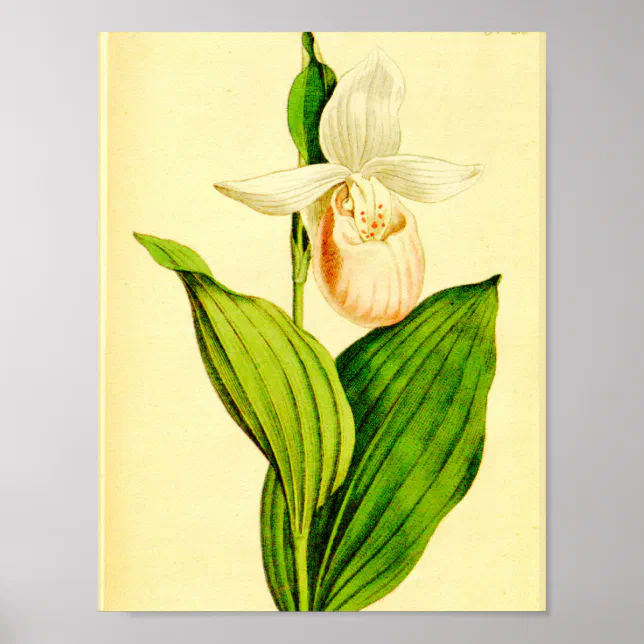 White & Pink Lady Slipper Poster | Zazzle