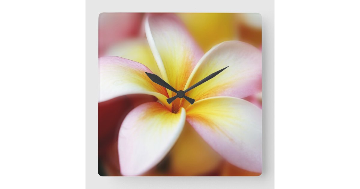 White Plumeria Frangipani Hawaii Flower Hawaiian Square Wall Clock | Zazzle