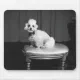 White poodle sitting on stool B&W Mouse Pad | Zazzle