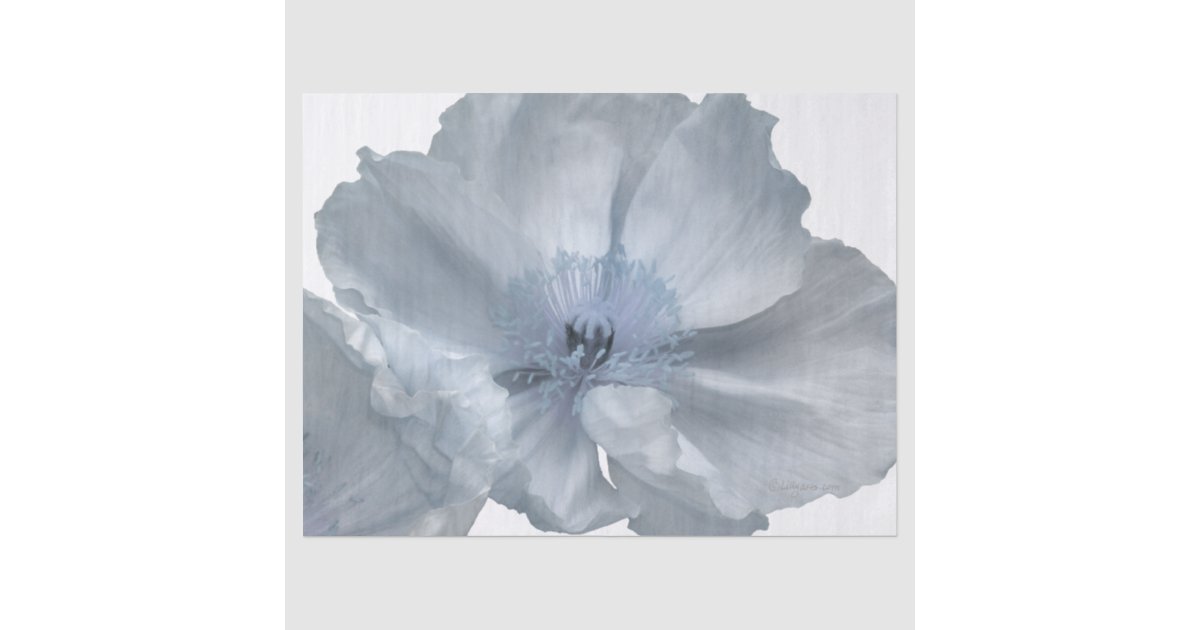 White Poppy Tissue Paper | Zazzle