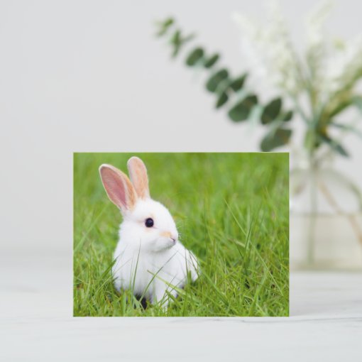 White Rabbit Postcard | Zazzle