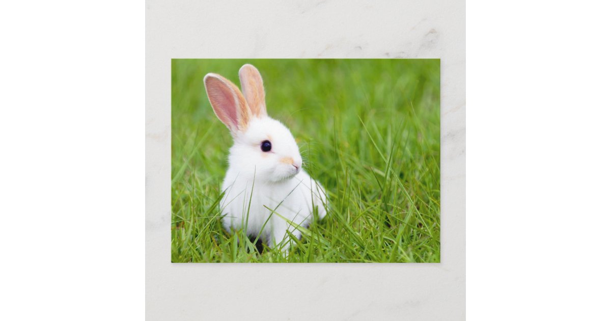 White Rabbit Postcard | Zazzle