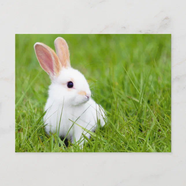 White Rabbit Postcard | Zazzle