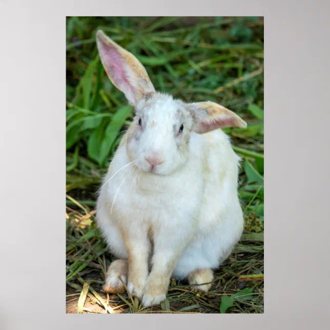 White rabbit poster | Zazzle
