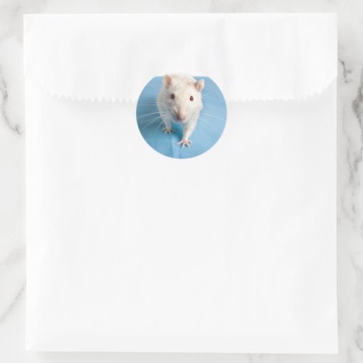 White rat sticker | Zazzle