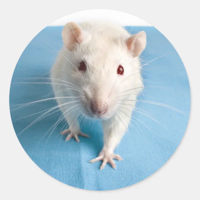 White rat sticker | Zazzle
