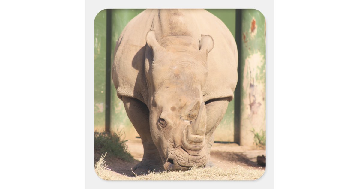 White rhino square sticker | Zazzle
